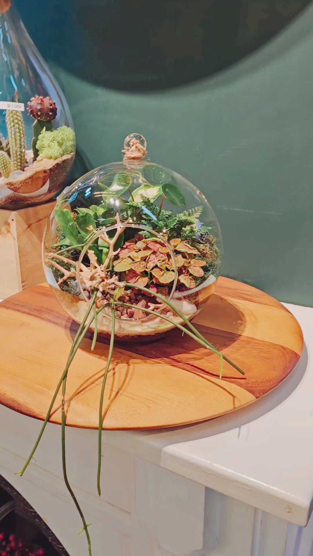 Buy Round Terrariums - Terrarium Laboratory
