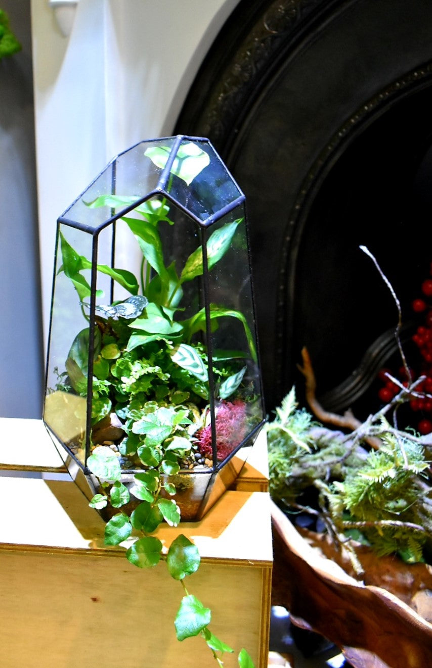 Beautiful Eternal Gold Geo Terrariums - Terrarium Laboratory
