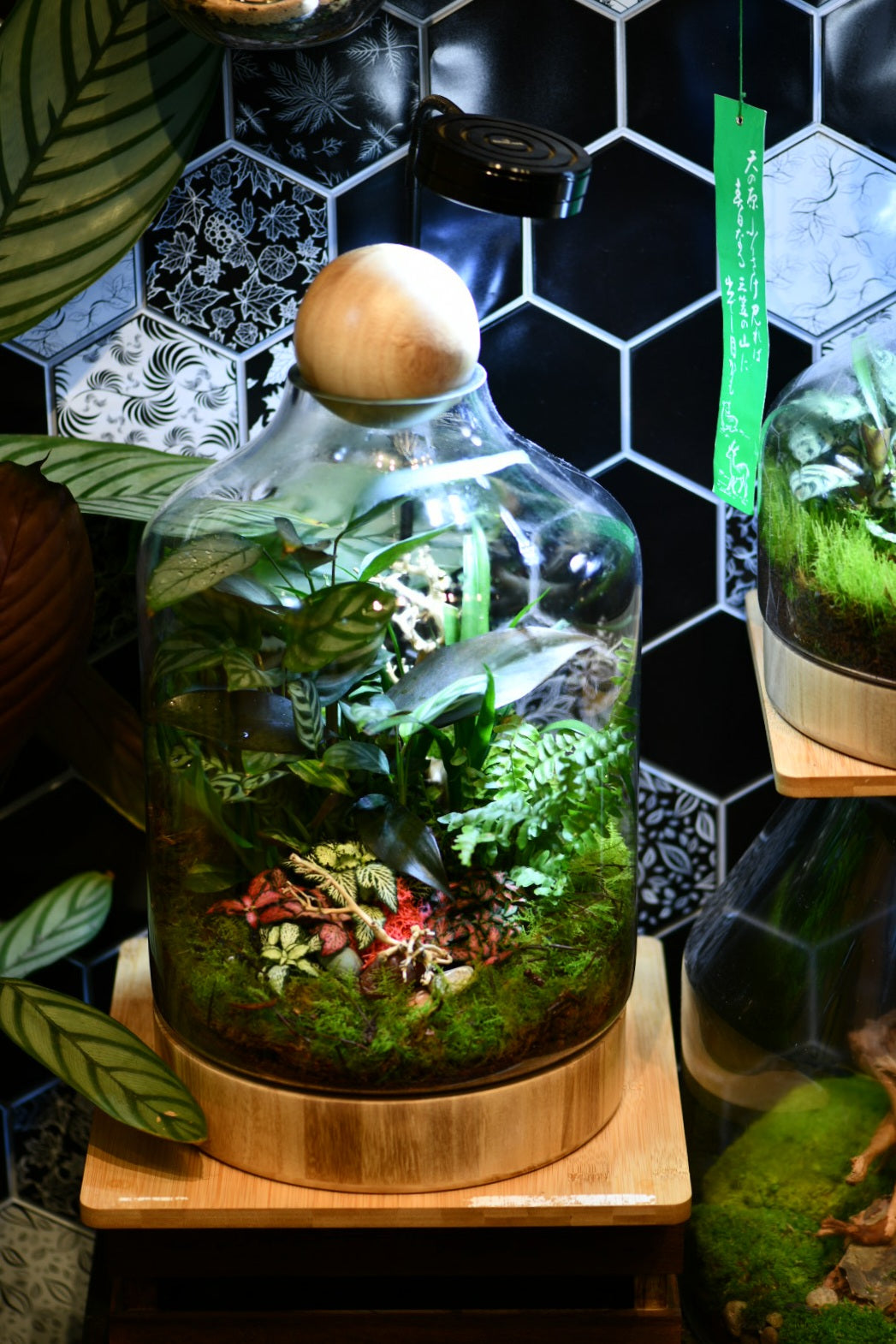 Mr Woody T Masterpiece - Terrarium Laboratory