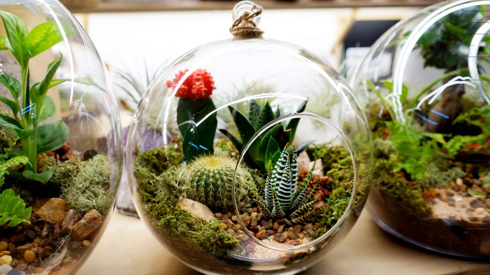 Buy Round Terrariums - Terrarium Laboratory