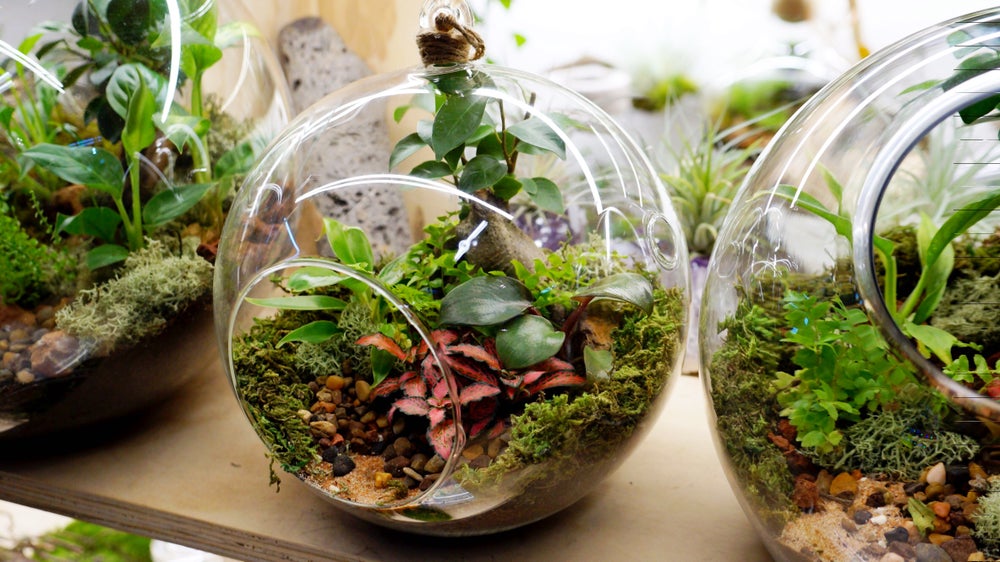 Buy Round Terrariums - Terrarium Laboratory