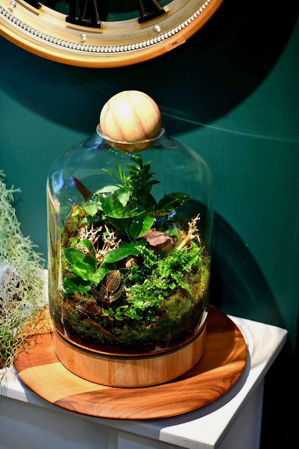 Mr Woody T Masterpiece - Terrarium Laboratory